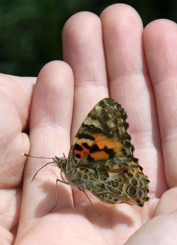 7 Ways To Honor Purple Butterfly Babies & Their Siblings