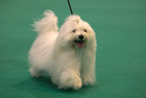 10 Royal Dog Breeds That Are Totally Cute & Loyal